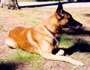 Arco – Teddy Bear Malinois