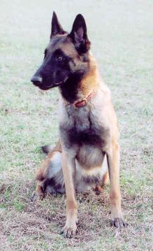 Bailey – Teddy Bear Malinois