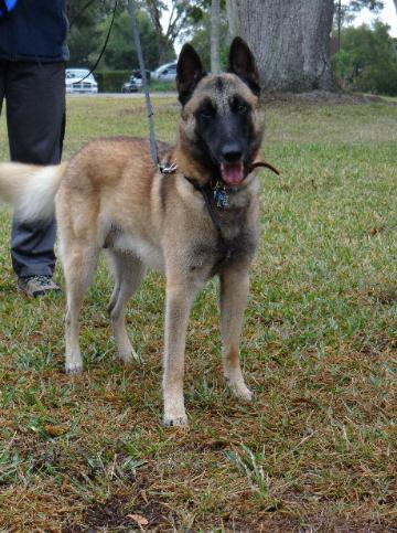 colby – Teddy Bear Malinois