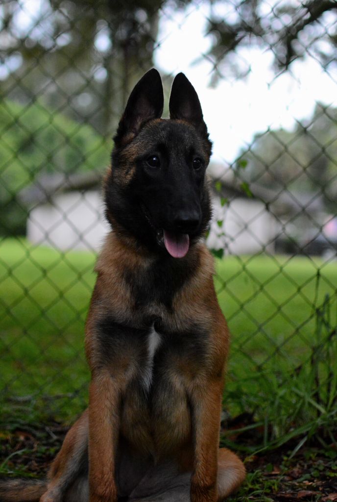 Harmony – Teddy Bear Malinois