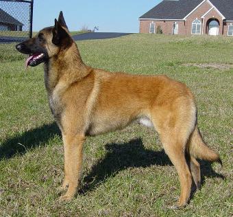 Tracer – Teddy Bear Malinois