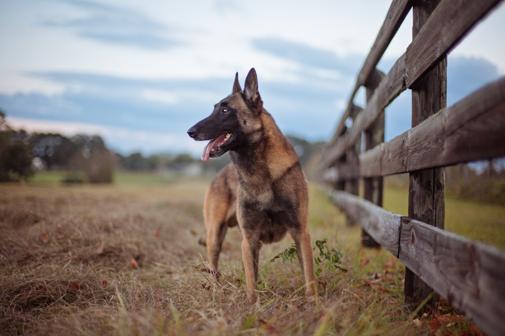 Teddy Bear Malinois – "Elegance is Good Taste Plus a Dash of Daring"