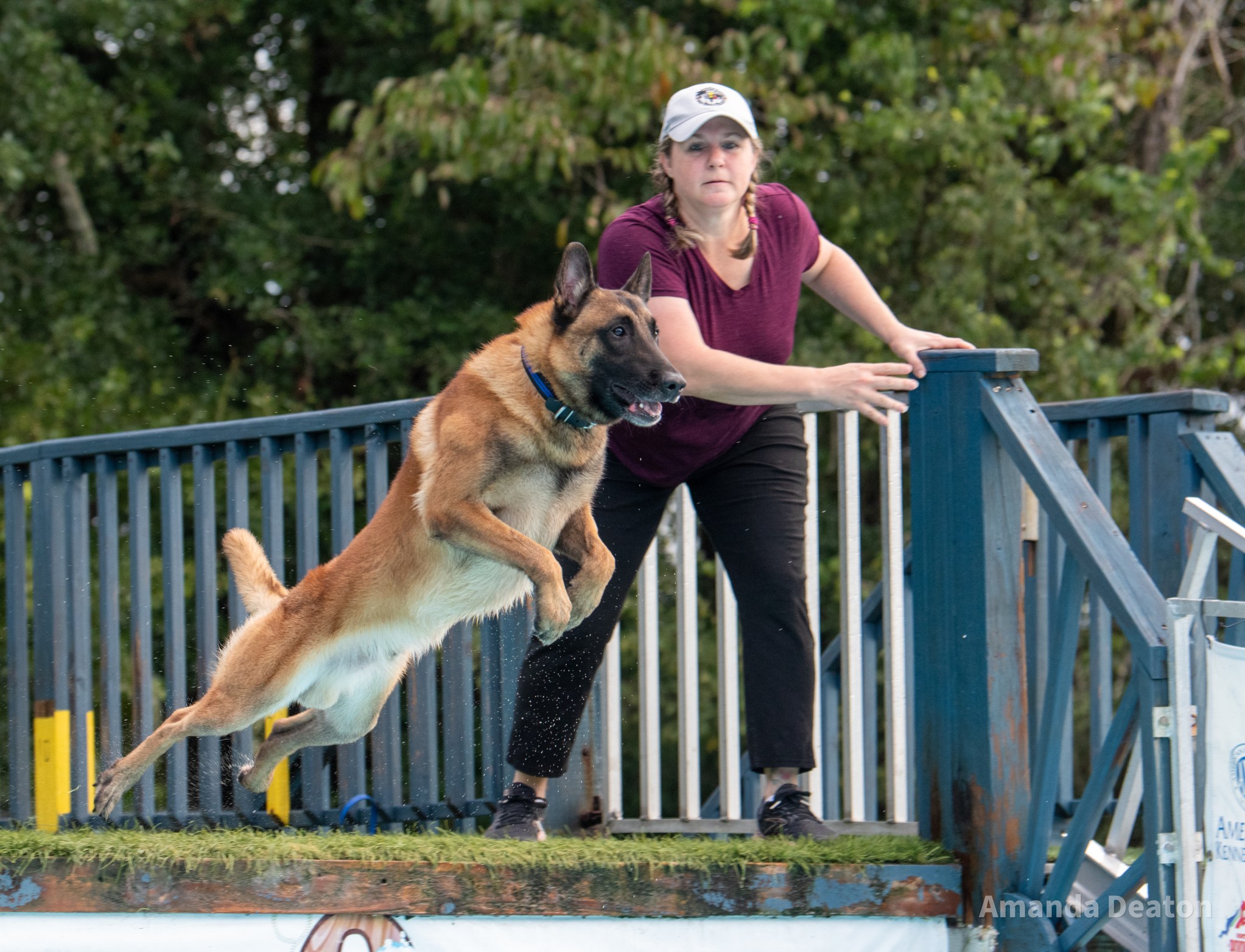 Teddy Bear Malinois – "Elegance is Good Taste Plus a Dash of Daring"