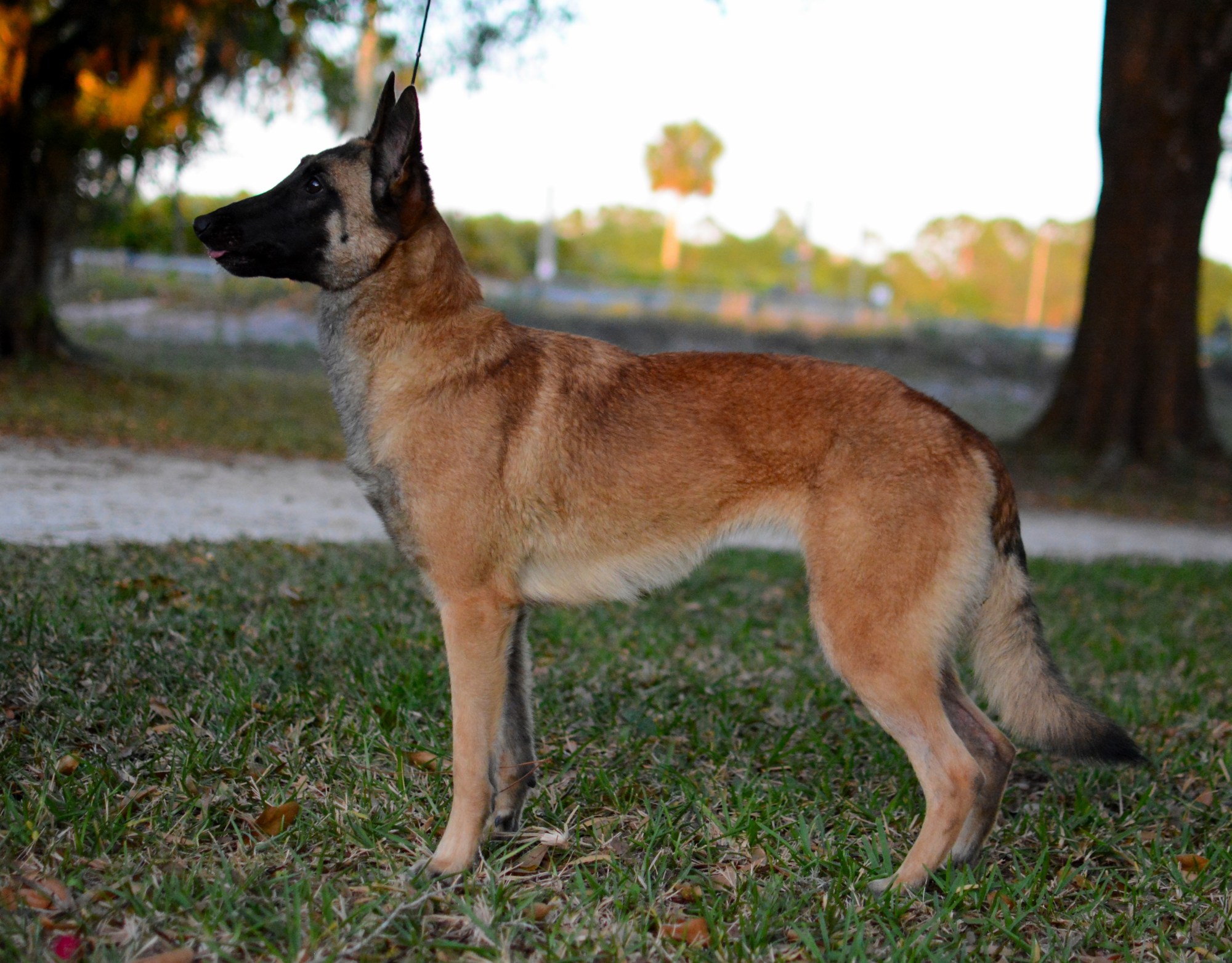 Litter Plans/Available dogs – Teddy Bear Malinois