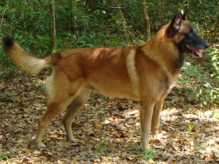 bulletstand – Teddy Bear Malinois
