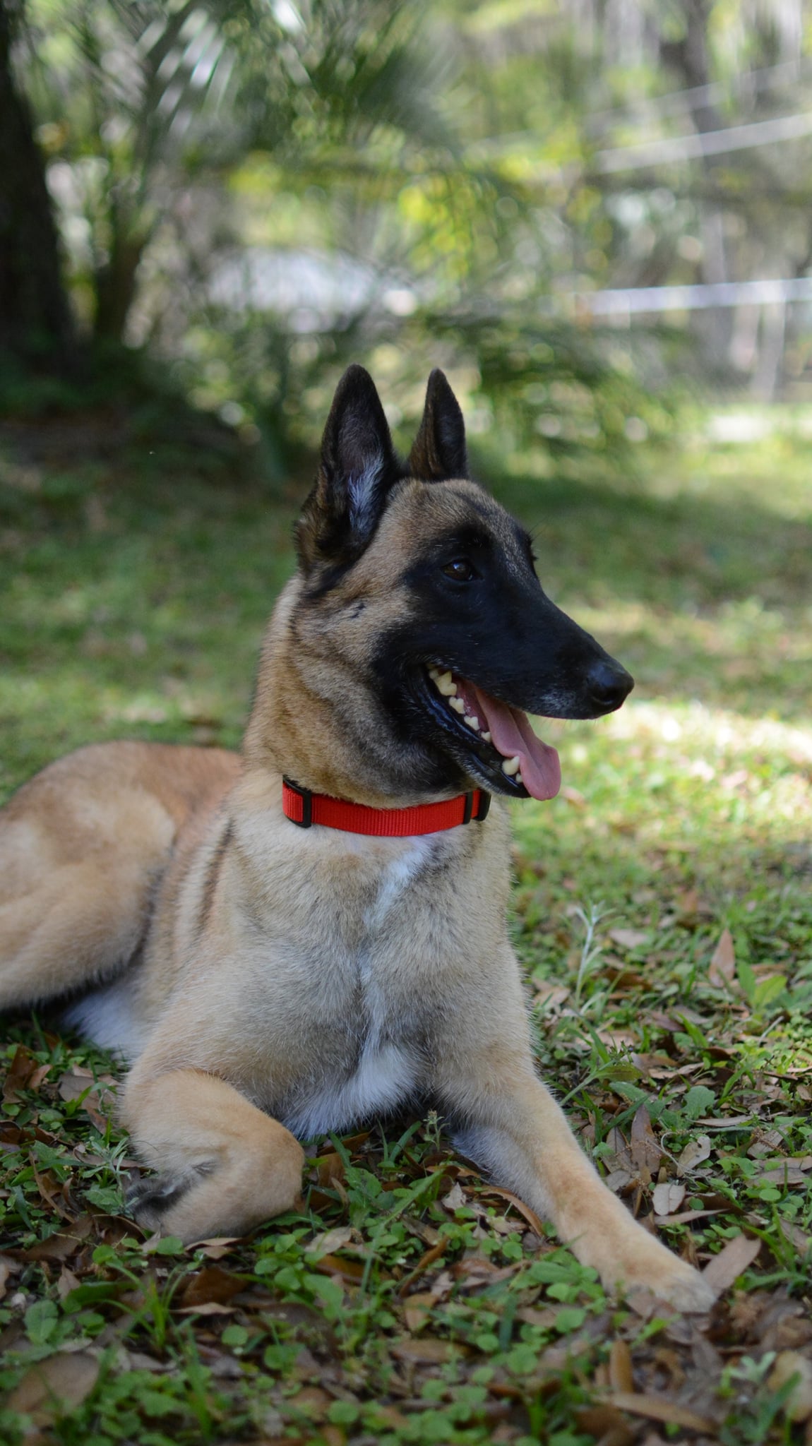 Hope – Teddy Bear Malinois