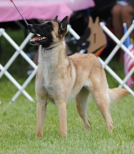 Hope – Teddy Bear Malinois