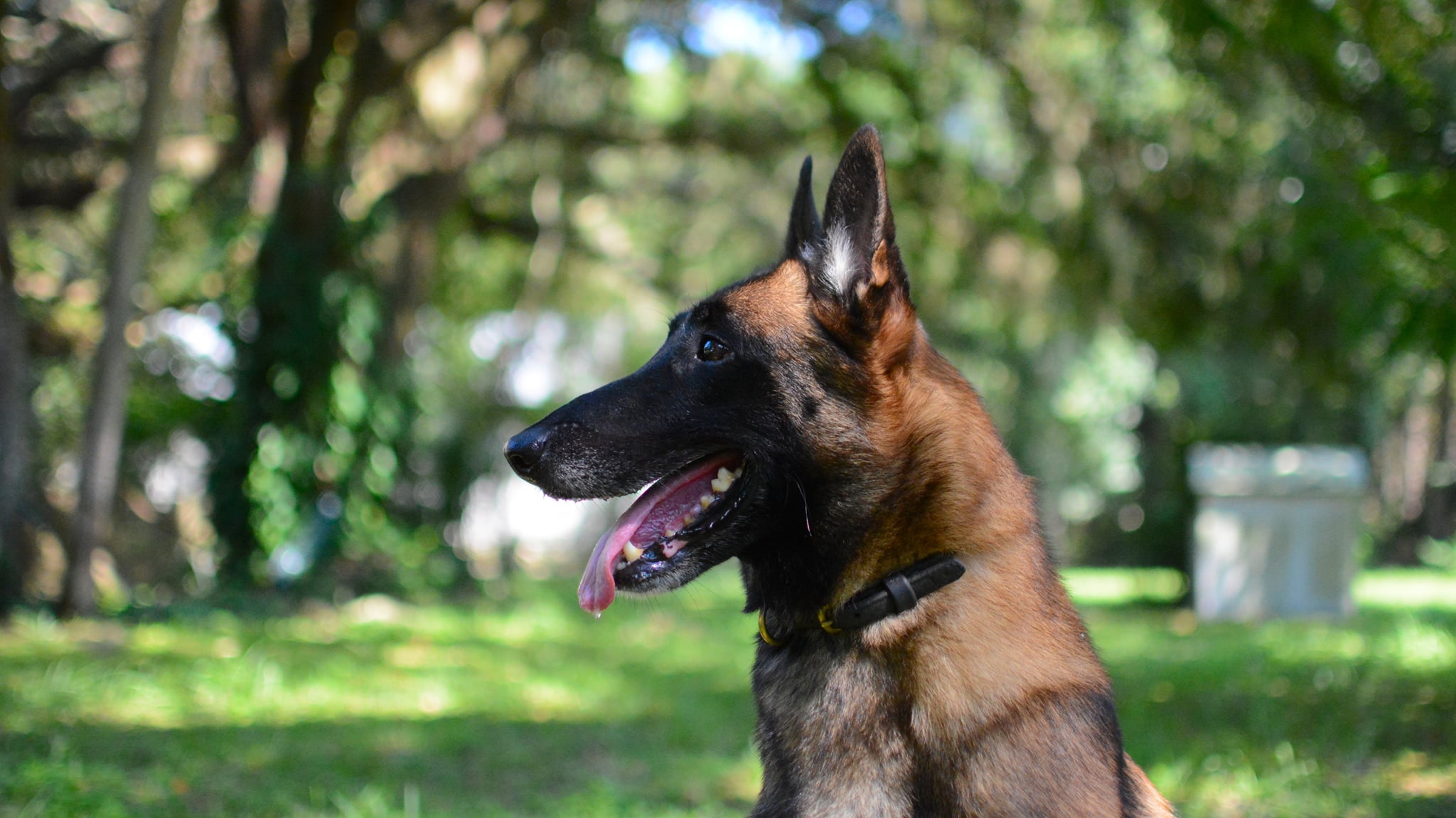 Joey – Teddy Bear Malinois
