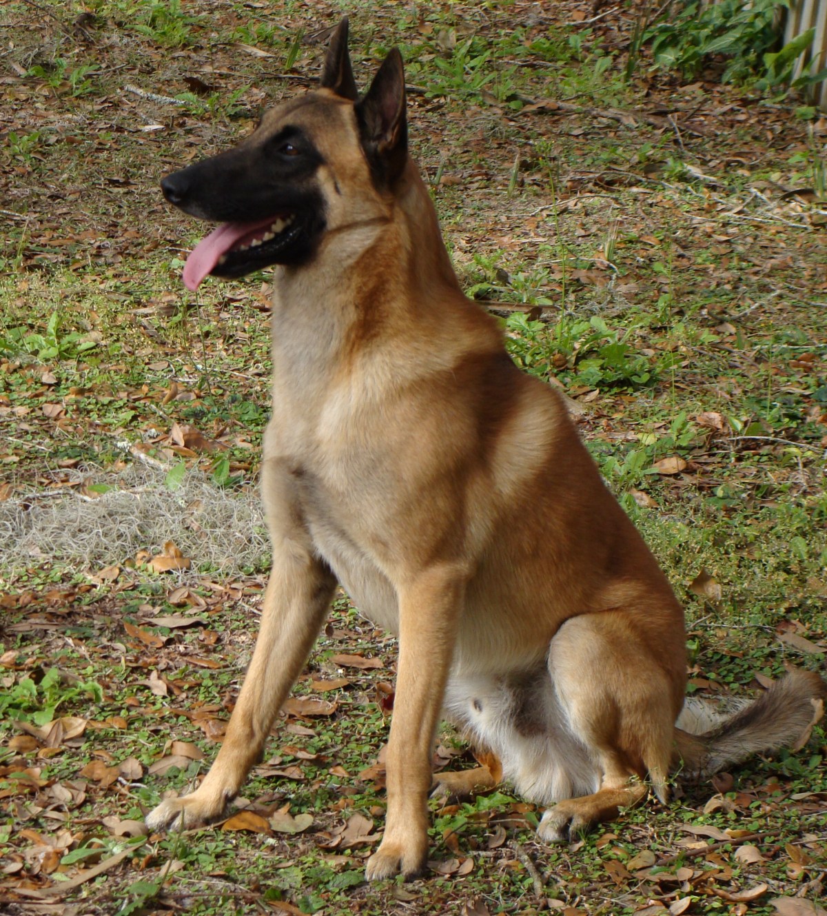 Dare – Teddy Bear Malinois