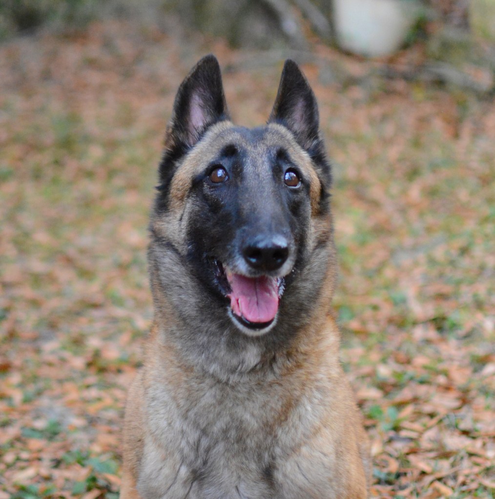 Litter Plans/Available dogs – Teddy Bear Malinois