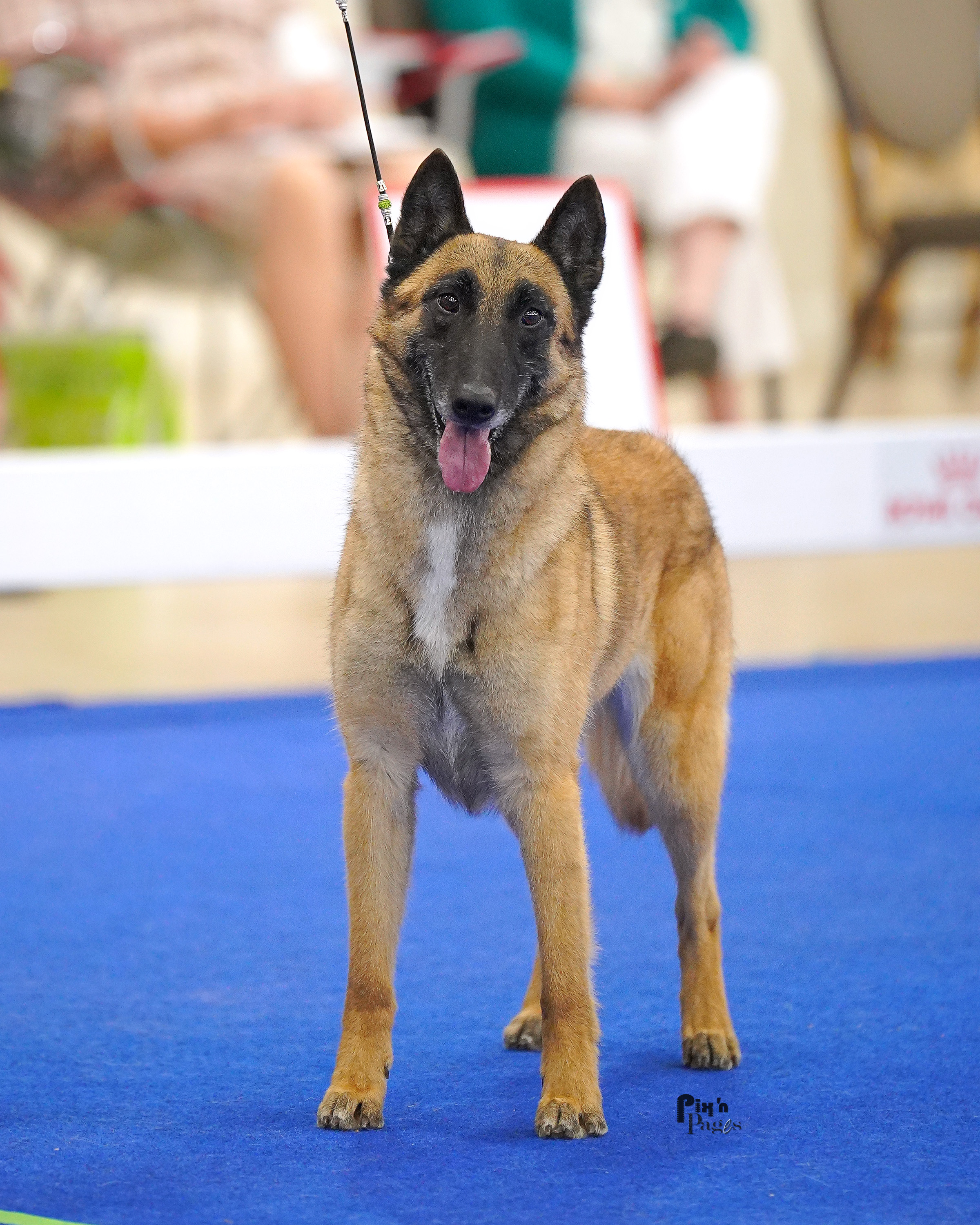 Hope – Teddy Bear Malinois