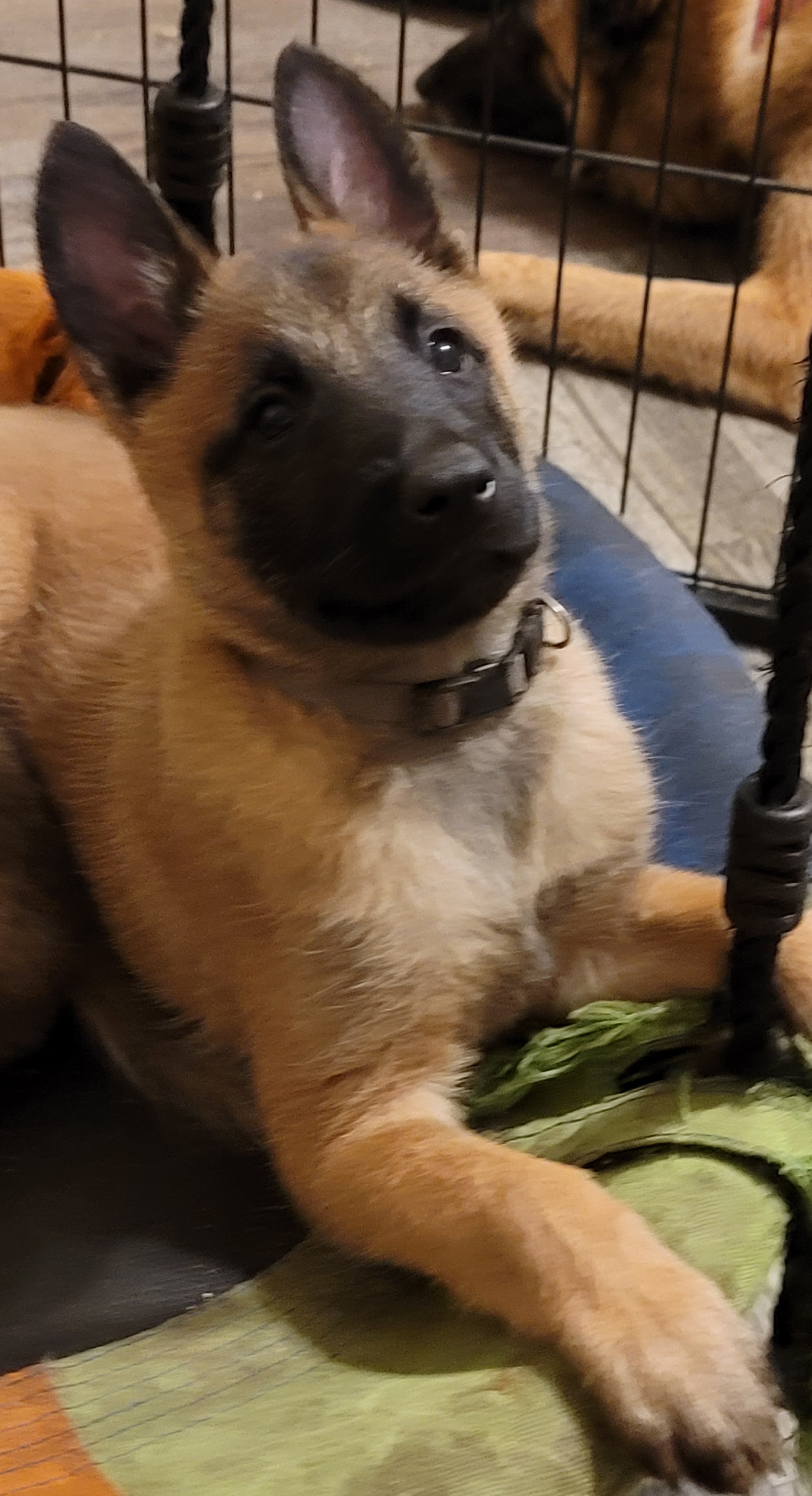 Litter Plans/Available dogs – Teddy Bear Malinois