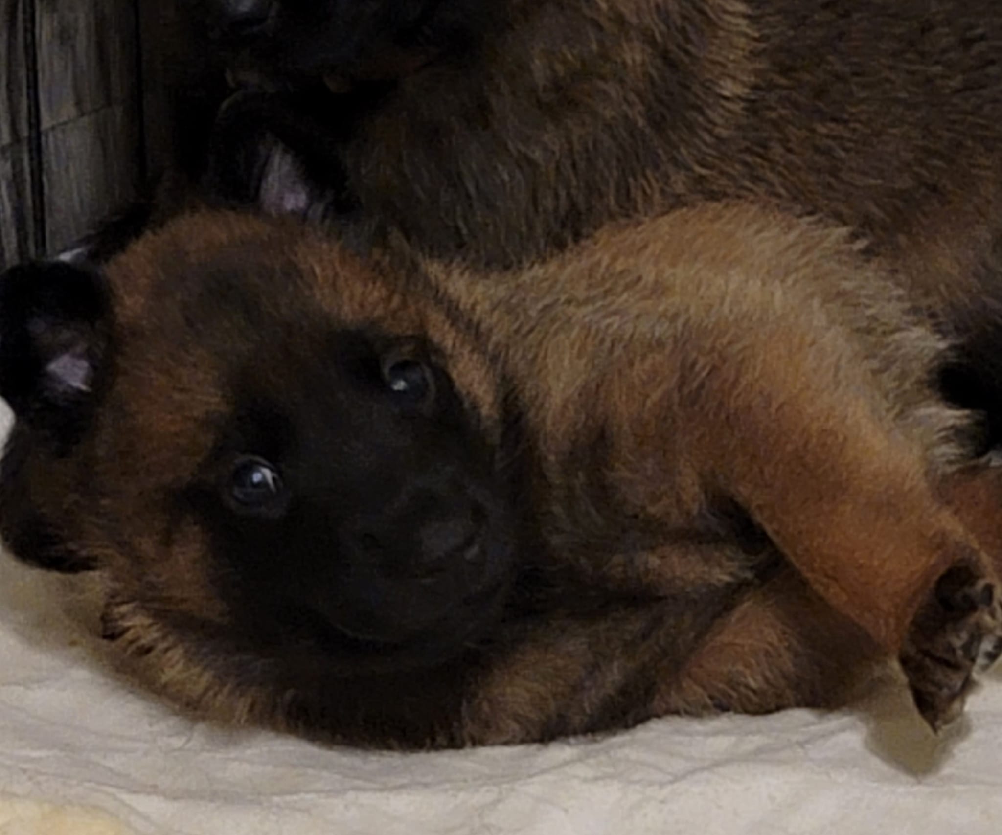 Litter Plans/Available dogs – Teddy Bear Malinois