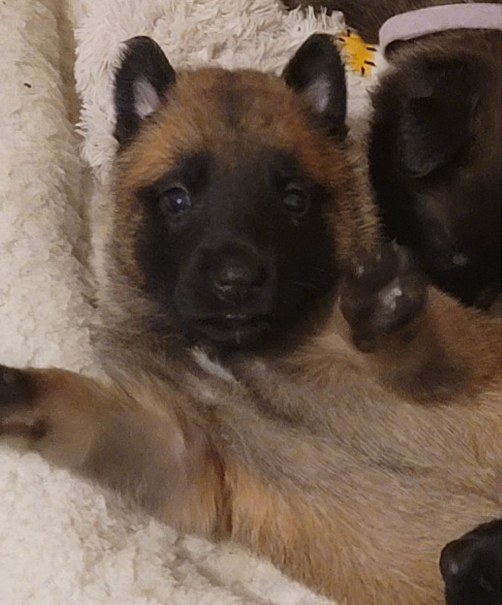 Litter Plans/Available dogs – Teddy Bear Malinois
