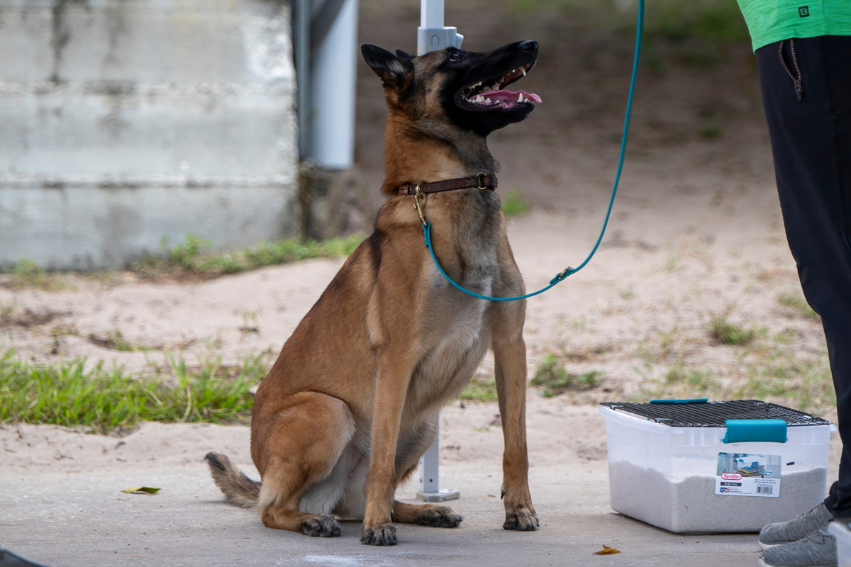 Litter Plans/Available dogs – Teddy Bear Malinois