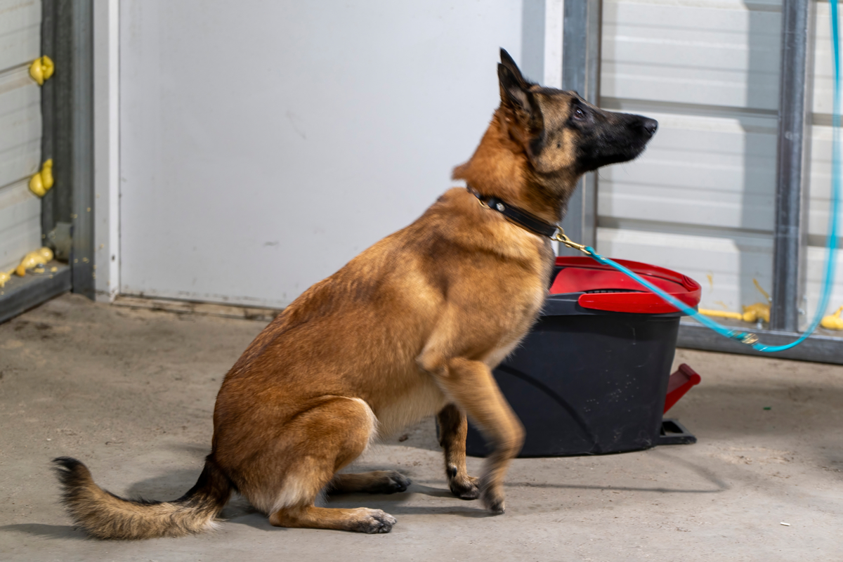 Litter Plans/Available dogs – Teddy Bear Malinois