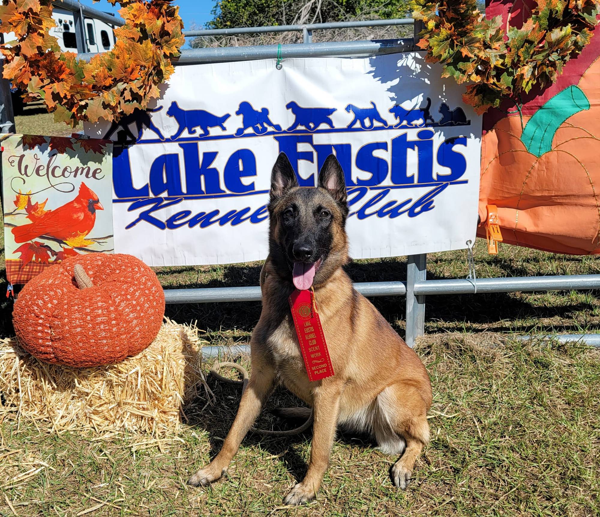 Litter Plans/Available dogs – Teddy Bear Malinois