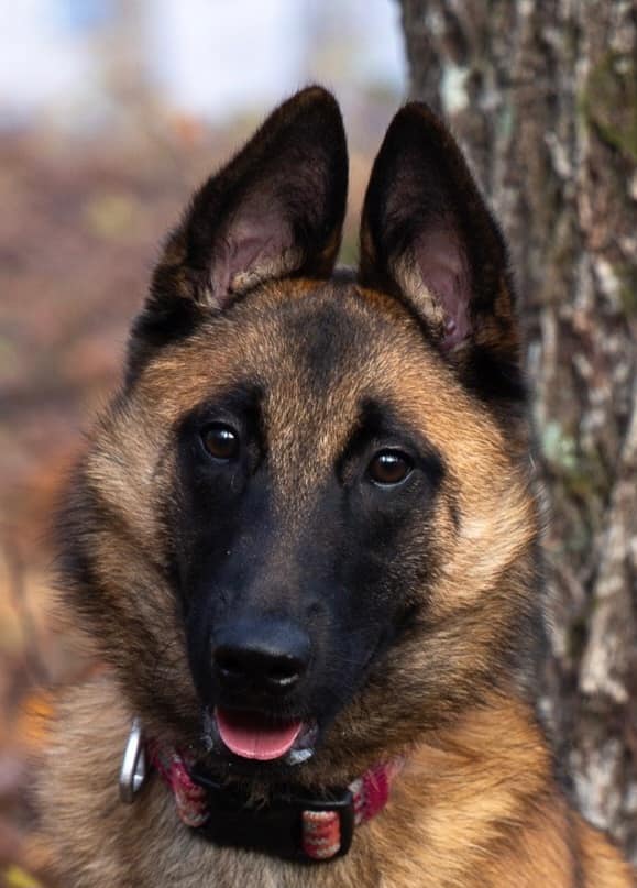 AZHA – Teddy Bear Malinois