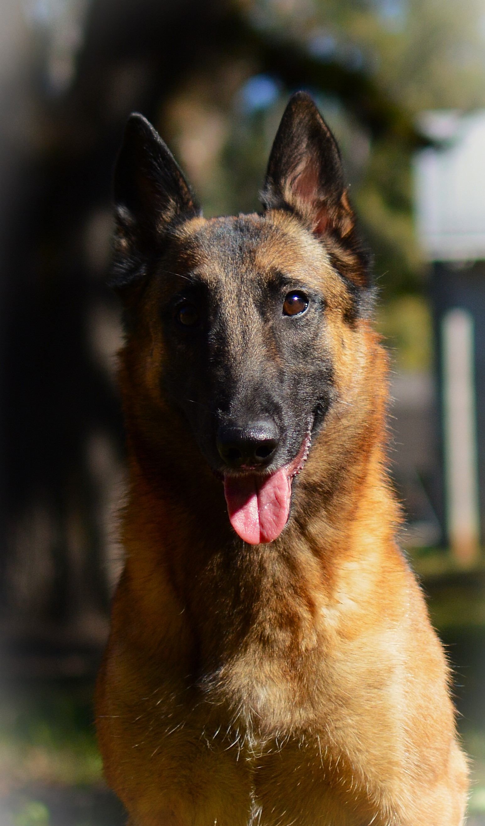 Harmony – Teddy Bear Malinois