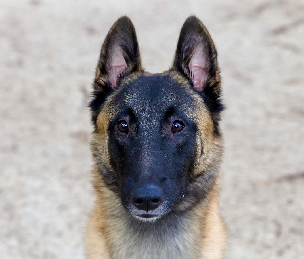 Murdock – Teddy Bear Malinois